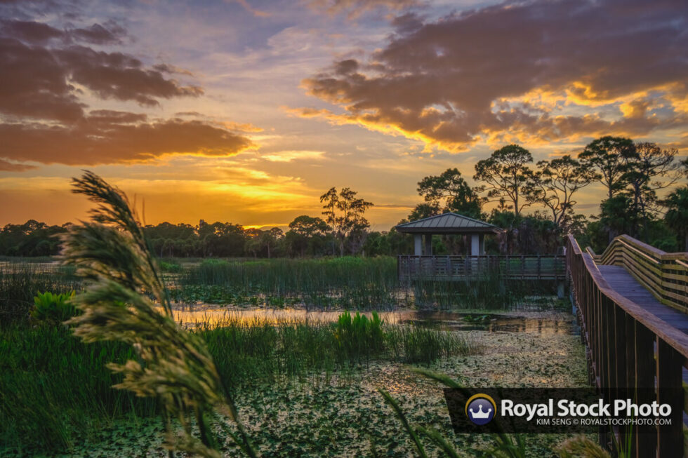 Warm Sunset Wetlands at Winding Waters Natural Area - Royal Stock Photo