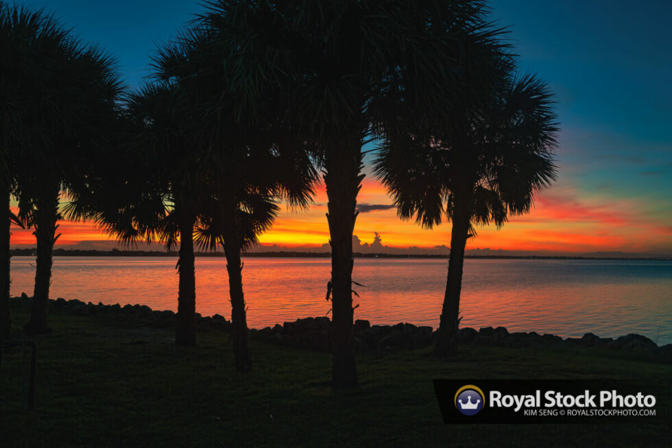 Palm Tree Sunset Stuart Causeway Park Martin County | Royal Stock Photo