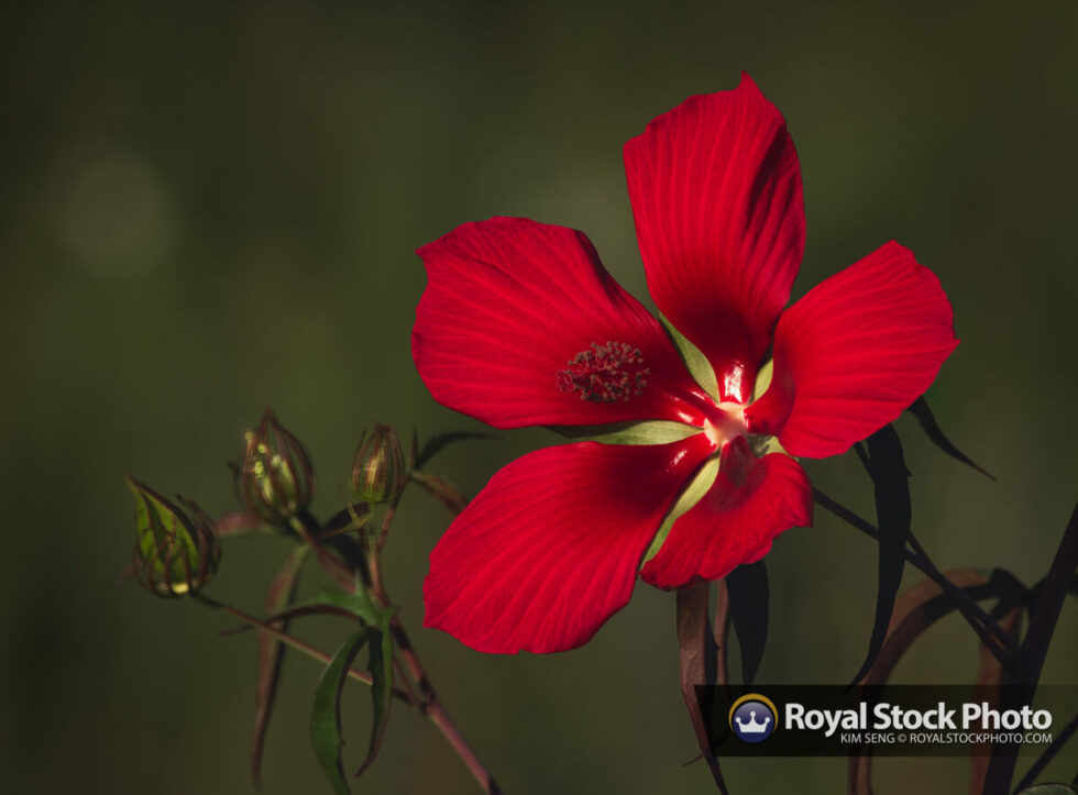 Boynton Beach | Royal Stock Photo