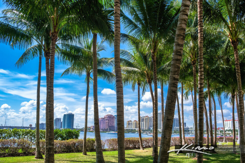 Coconut Tree West Palm Beach Skyline Flagler Museum | Royal Stock Photo