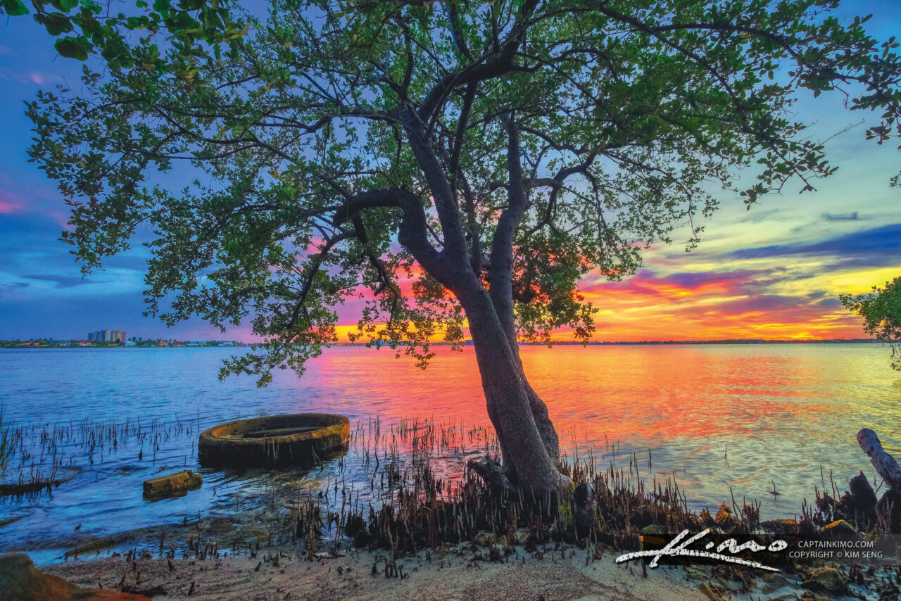 Serenity at Sunset The Majestic Mangrove Tree of Singer Island | Royal ...