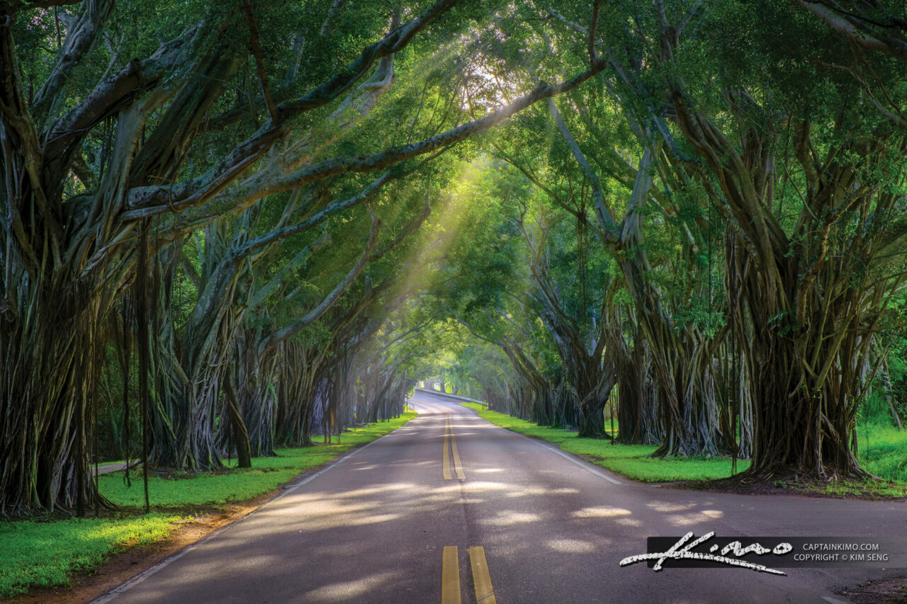 Sunlit Pathways Discovering the Beauty of Bridge Road in Hobe So ...