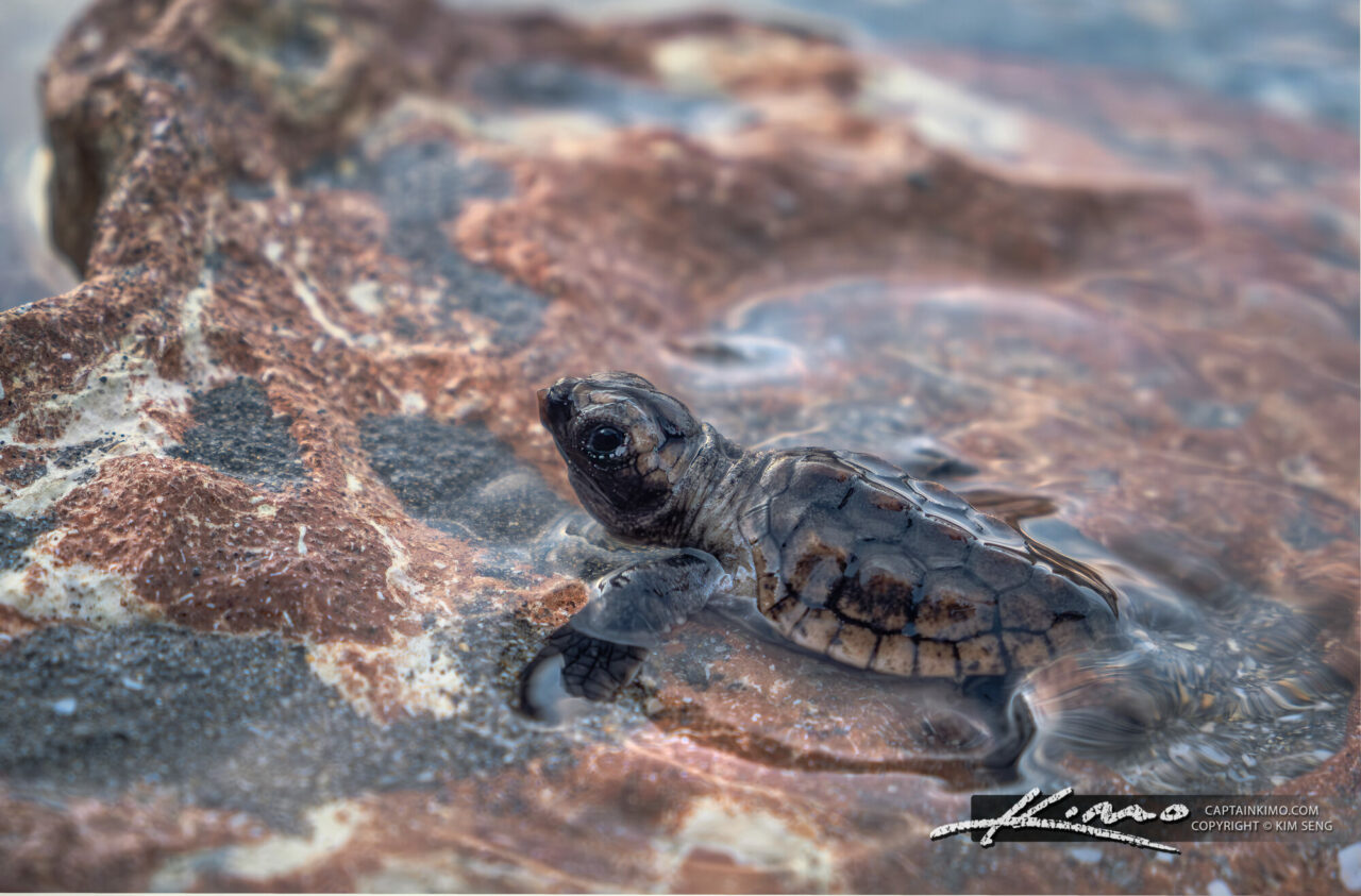 Capturing a Baby Sea Turtle at Coral Cove Park | Royal Stock Photo