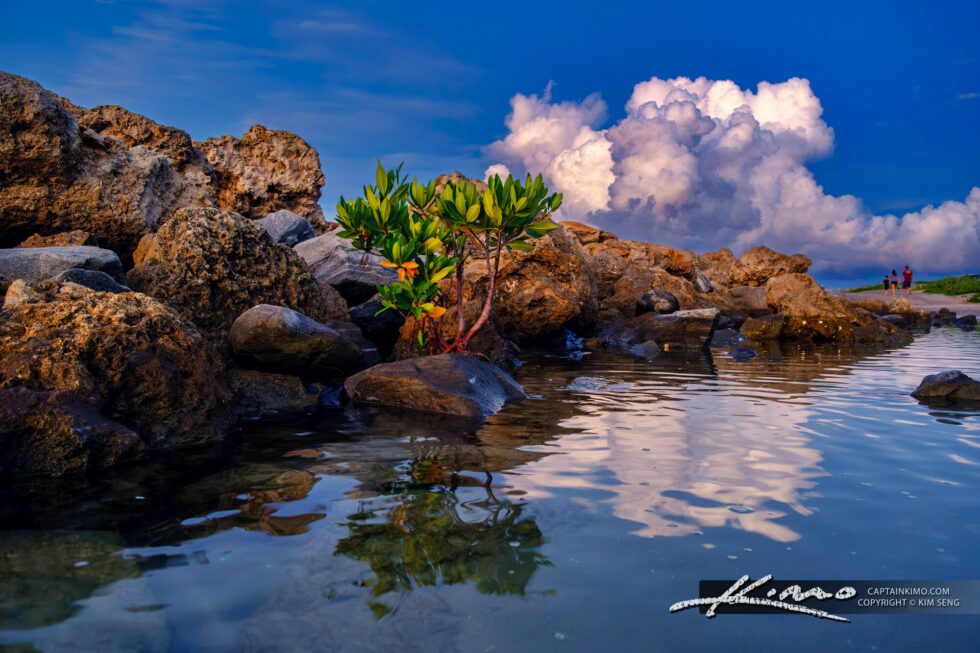 Jupiter Inlet Small Mangrove tree along the Rocks | Royal Stock Photo