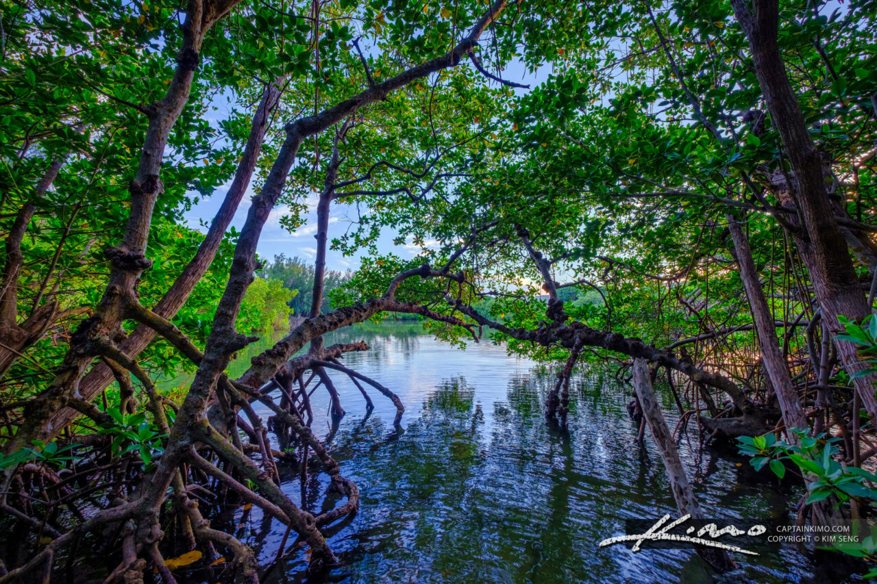 Jupiter Inlet Beach Park Mangrove Canopy | Royal Stock Photo