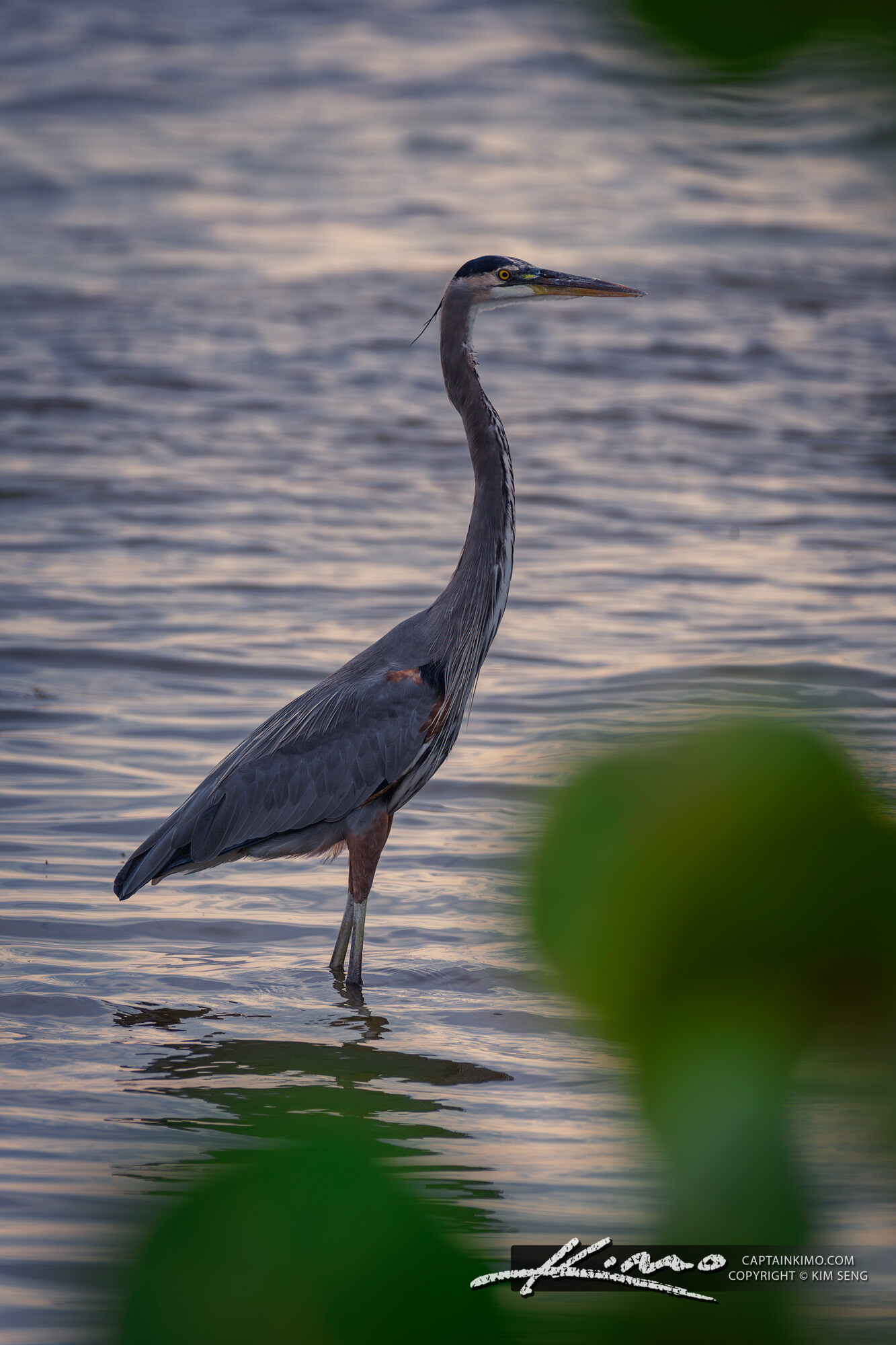 Blue Heron at Emerson Point Preserve | Royal Stock Photo