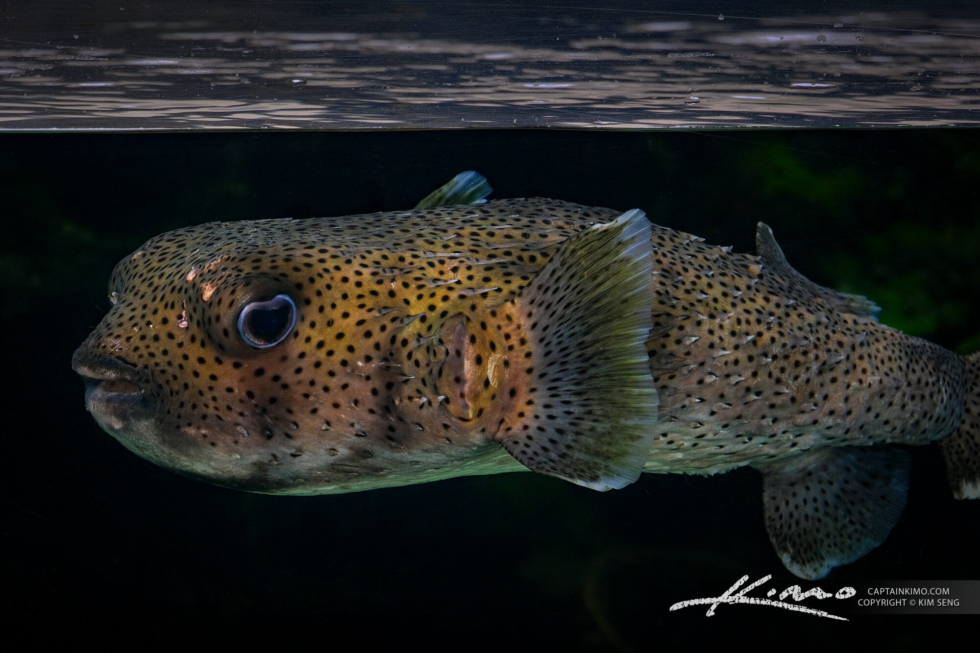 Gallery | Royal Stock Photo