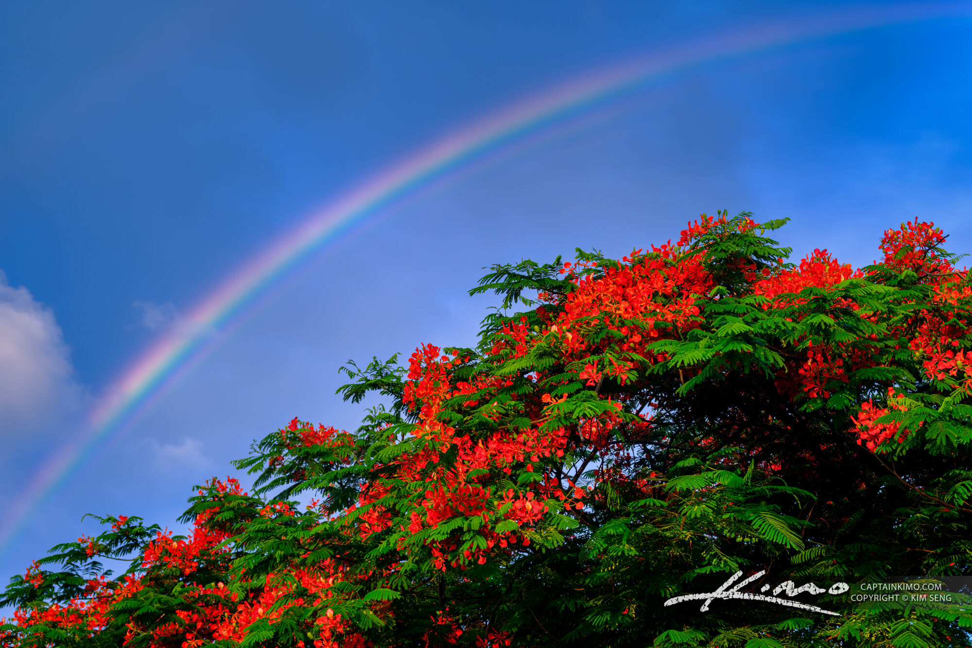 Gallery | Royal Stock Photo