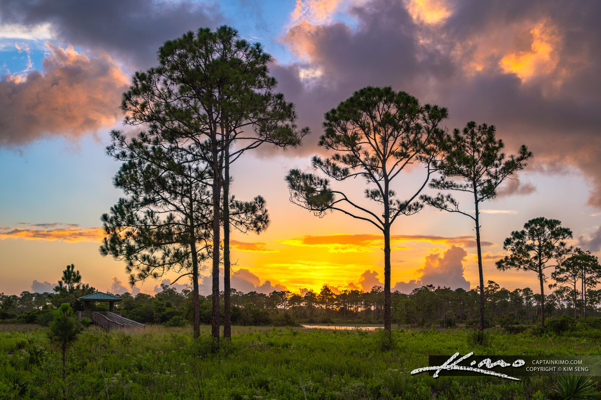 Sunset Between Pine Trees at Sweetbay Natural Area | Royal Stock Photo
