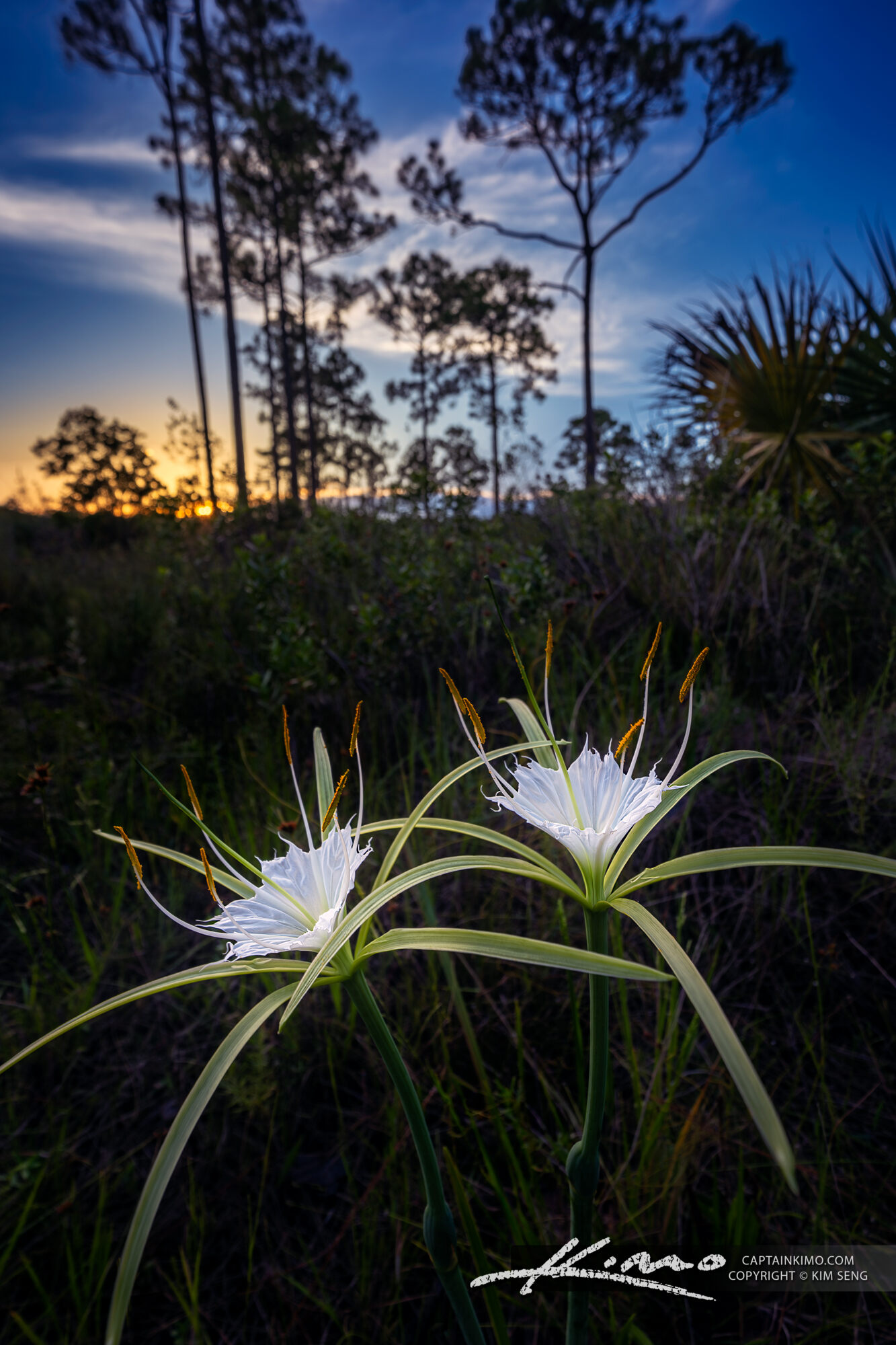 Spider Lily Royal Palm Beach Natural Area | Royal Stock Photo