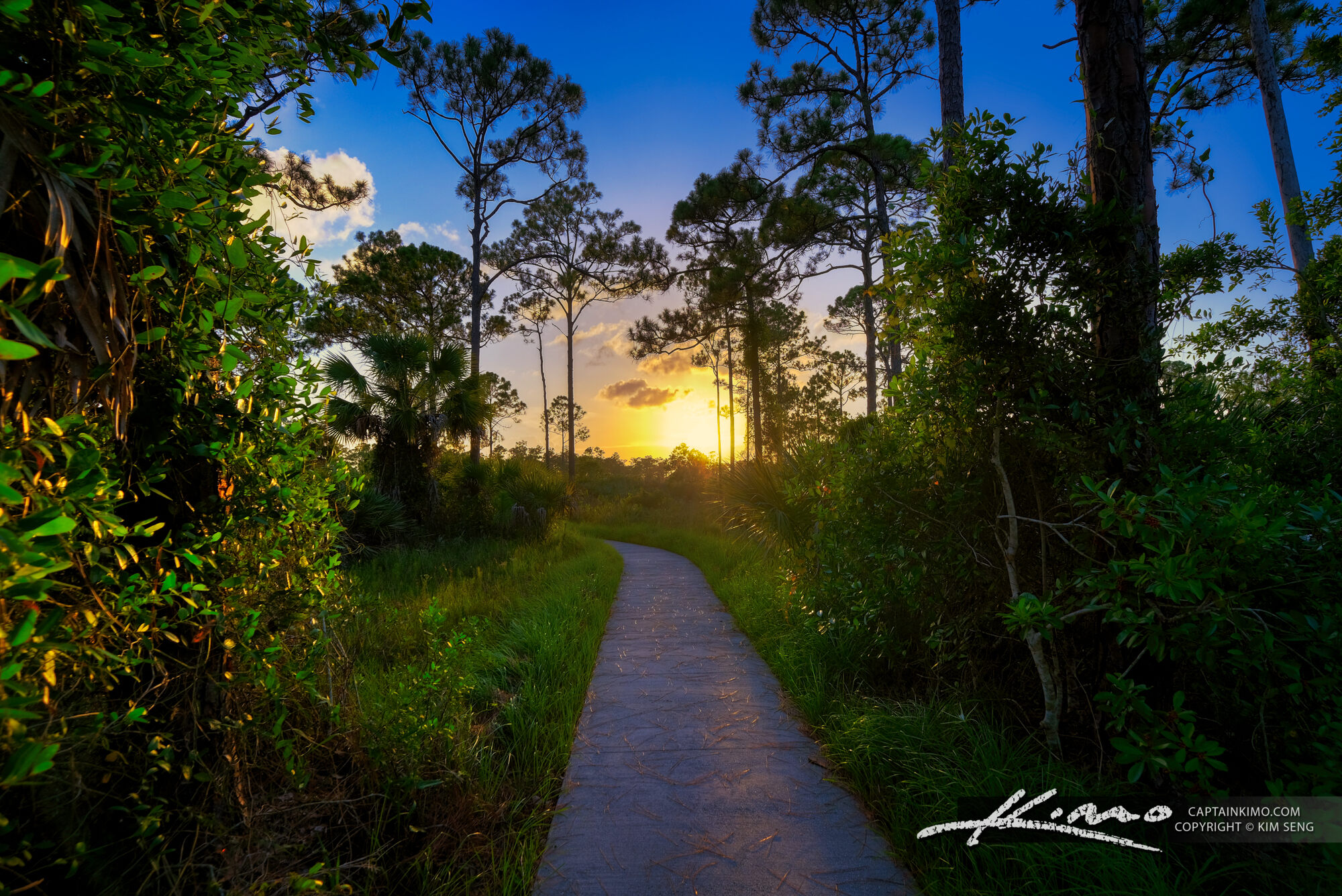 Sunset Walking Trail Royal Palm Beach Pines Natural Area - Royal Stock ...