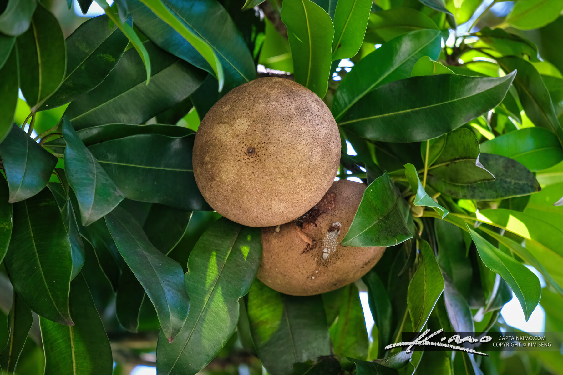 Fruit Trees at Riverbend Park | Royal Stock Photo
