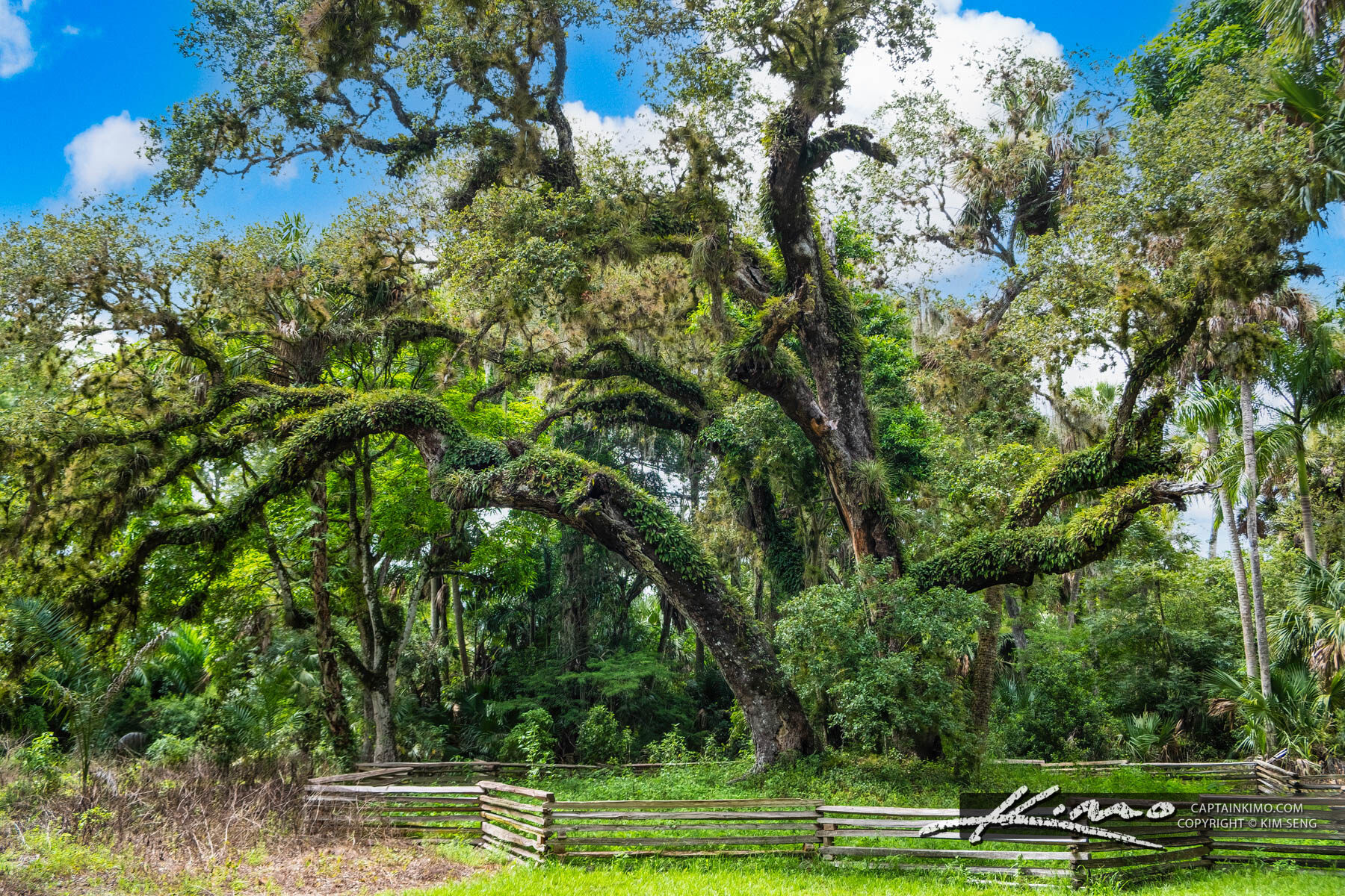Tree of Tears Riverbend Park Jupiter Florida | Royal Stock Photo