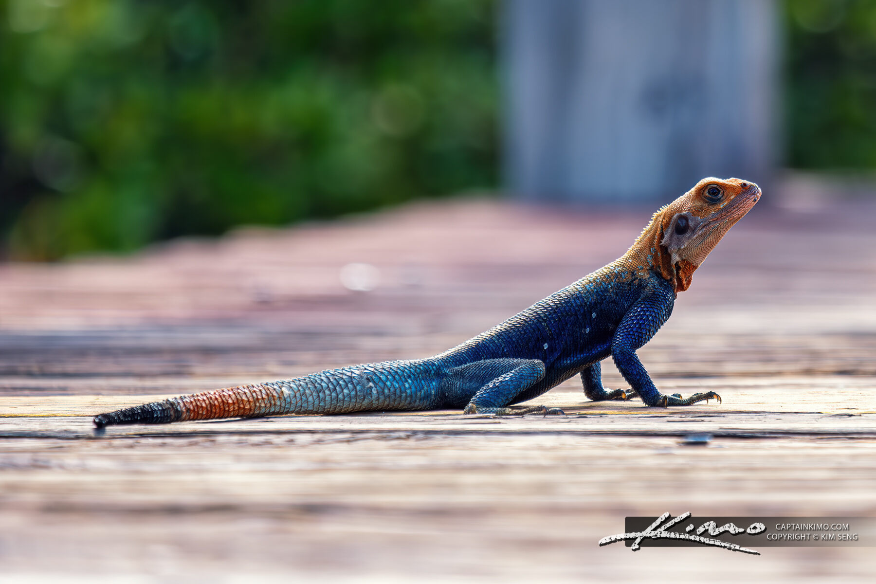 Peters rock agamas Jonathan Dickinson State Park - Royal Stock Photo