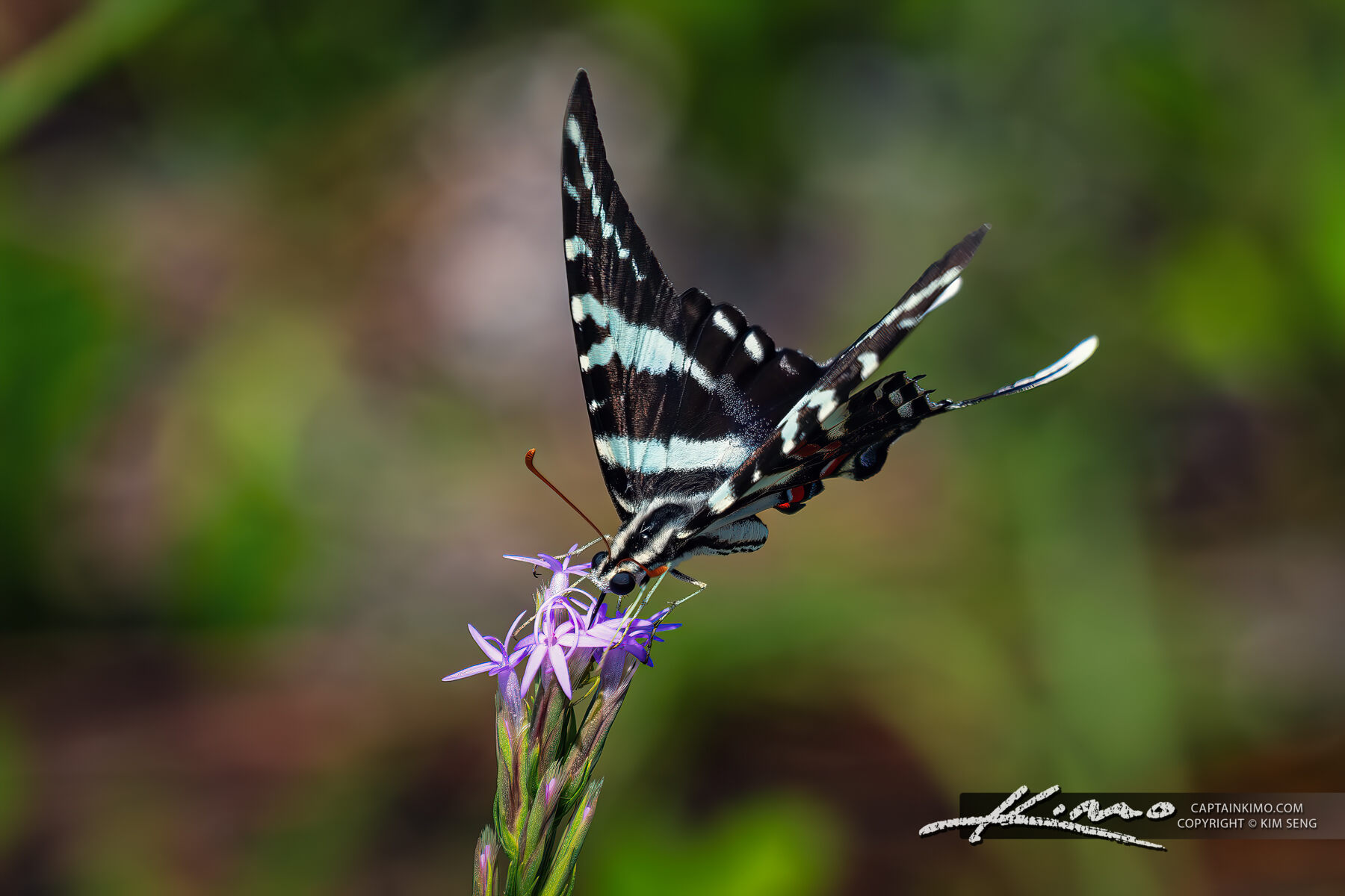 Zebra Swallowtail Butterfly Jonathan Dickinson State Park - Royal Stock ...