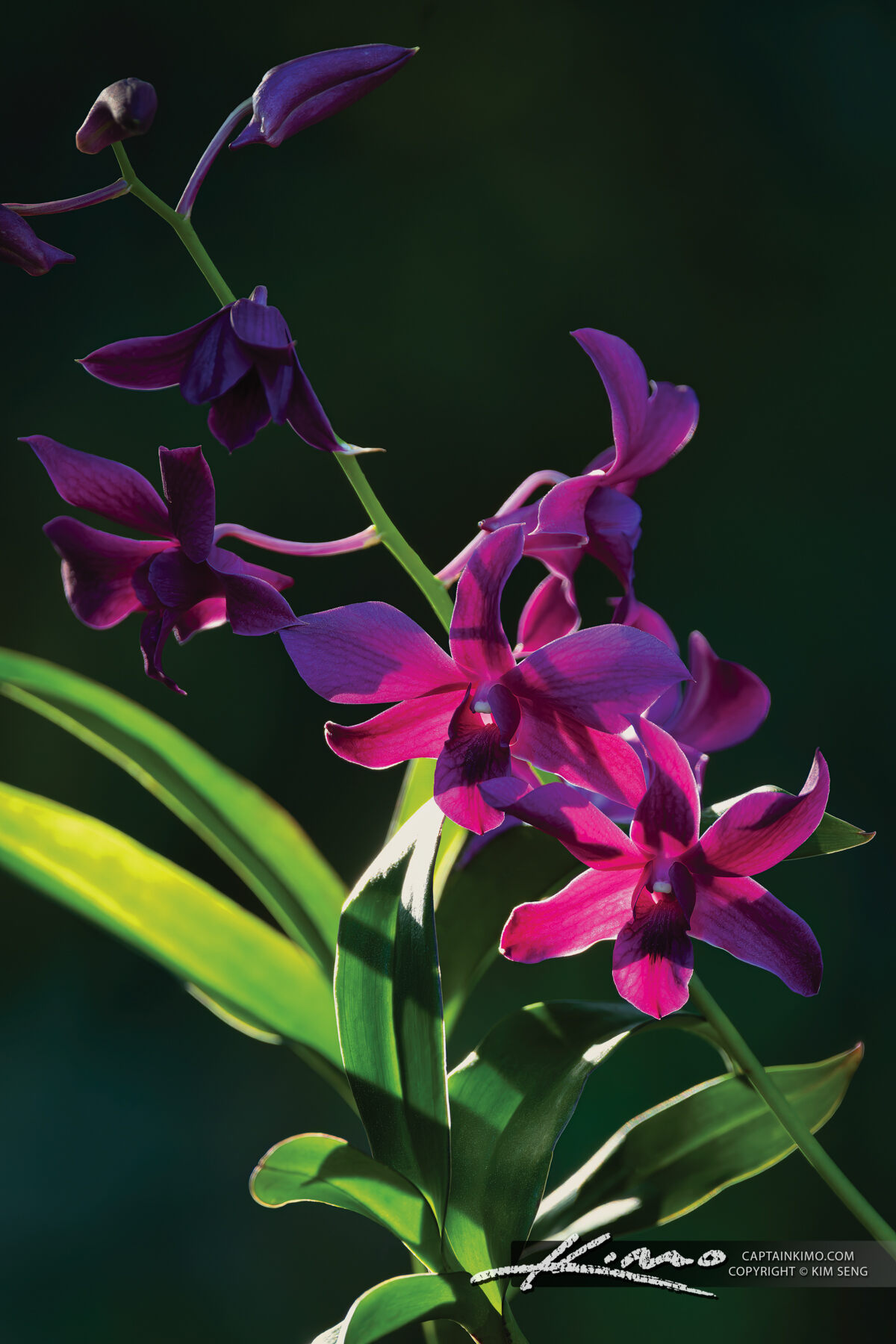 Purple Orchid with Sunlit Background | Royal Stock Photo