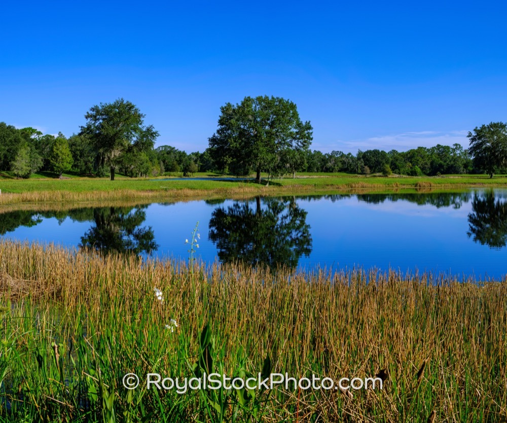 Reflection of Towering Oak Trees in Still Pond Surrounded by Lush ...