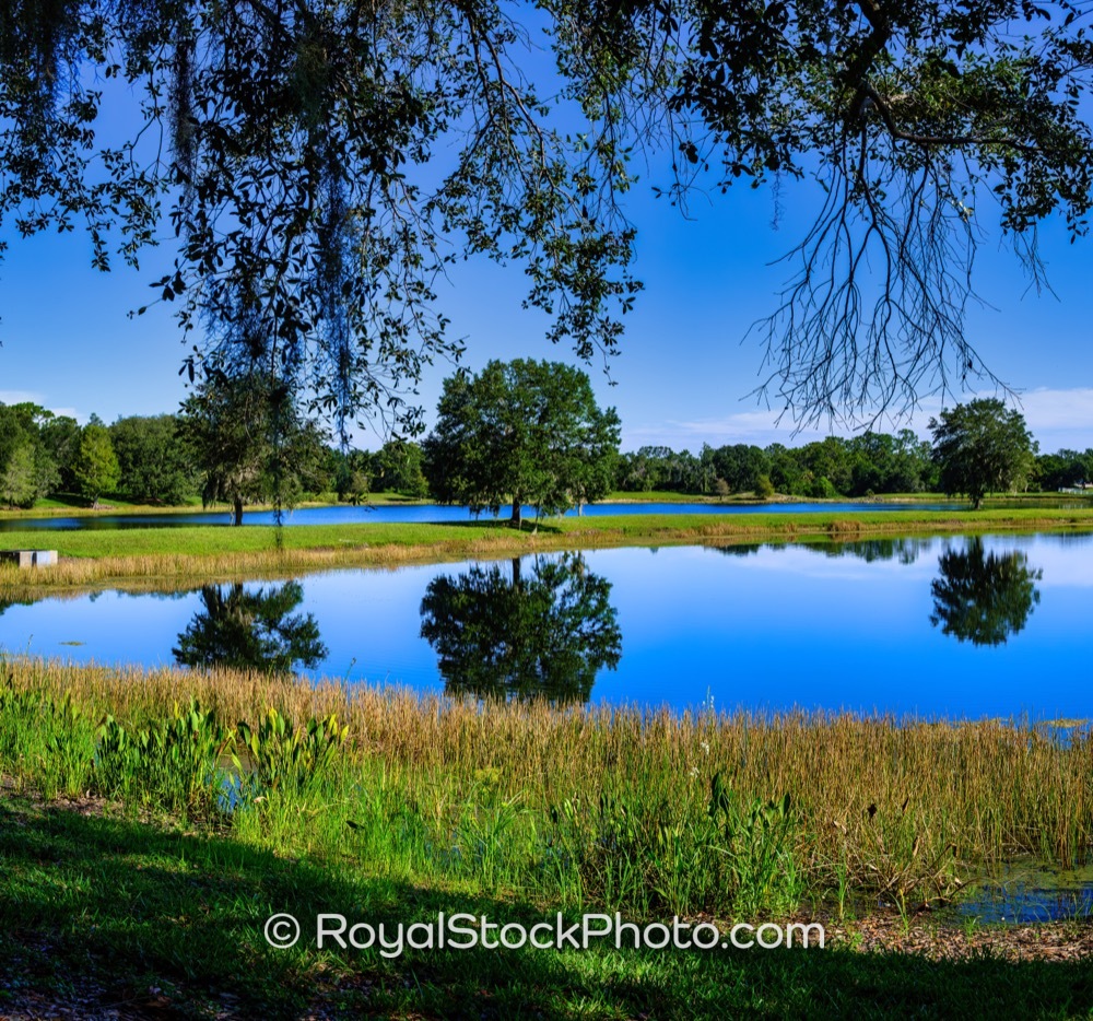 Reflection of Oak Trees and Tall Grass Bordering a CrystalClear Pond in ...