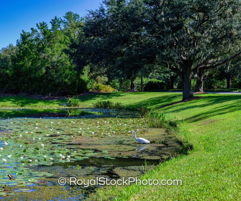 Great Egret Standing Alongside Lily PadCovered Pond Under Bright ...