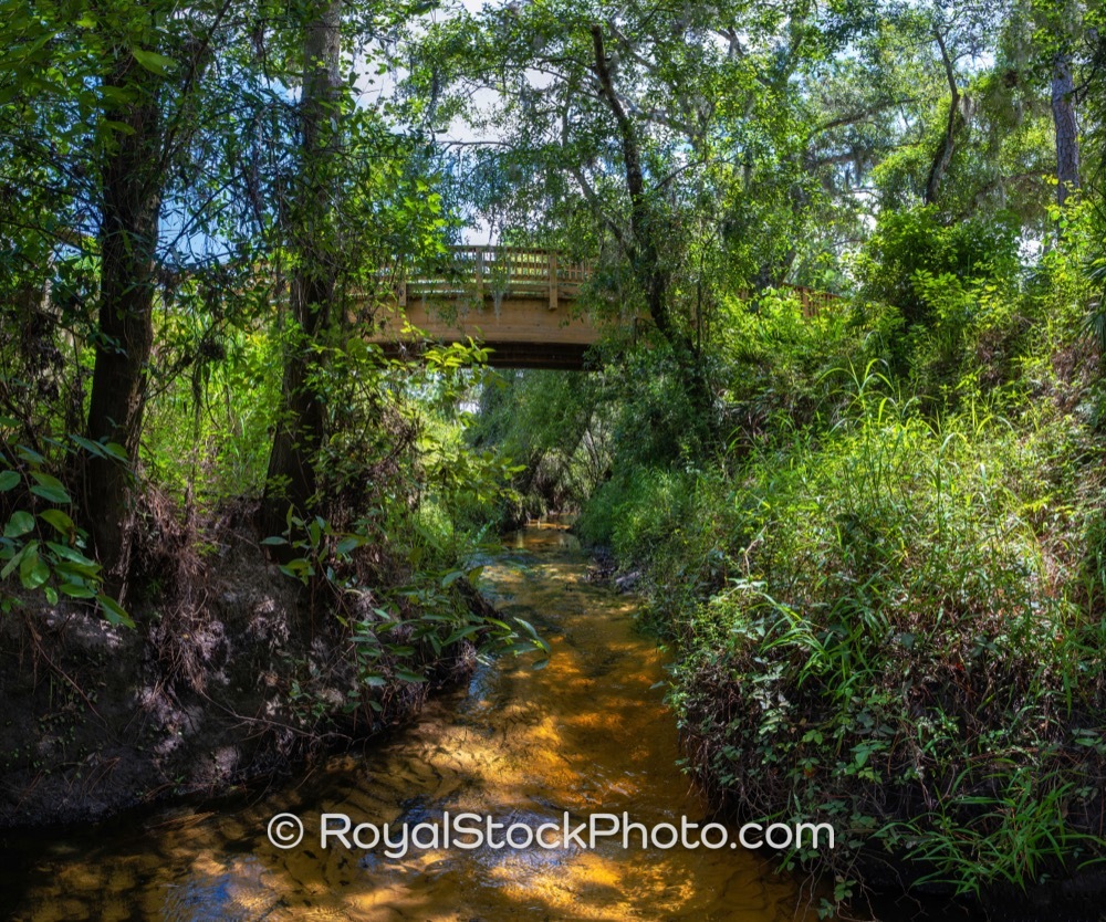 Elevated Wooden Bridge Over Flowing Creek Surrounded by Lush Vegetation ...