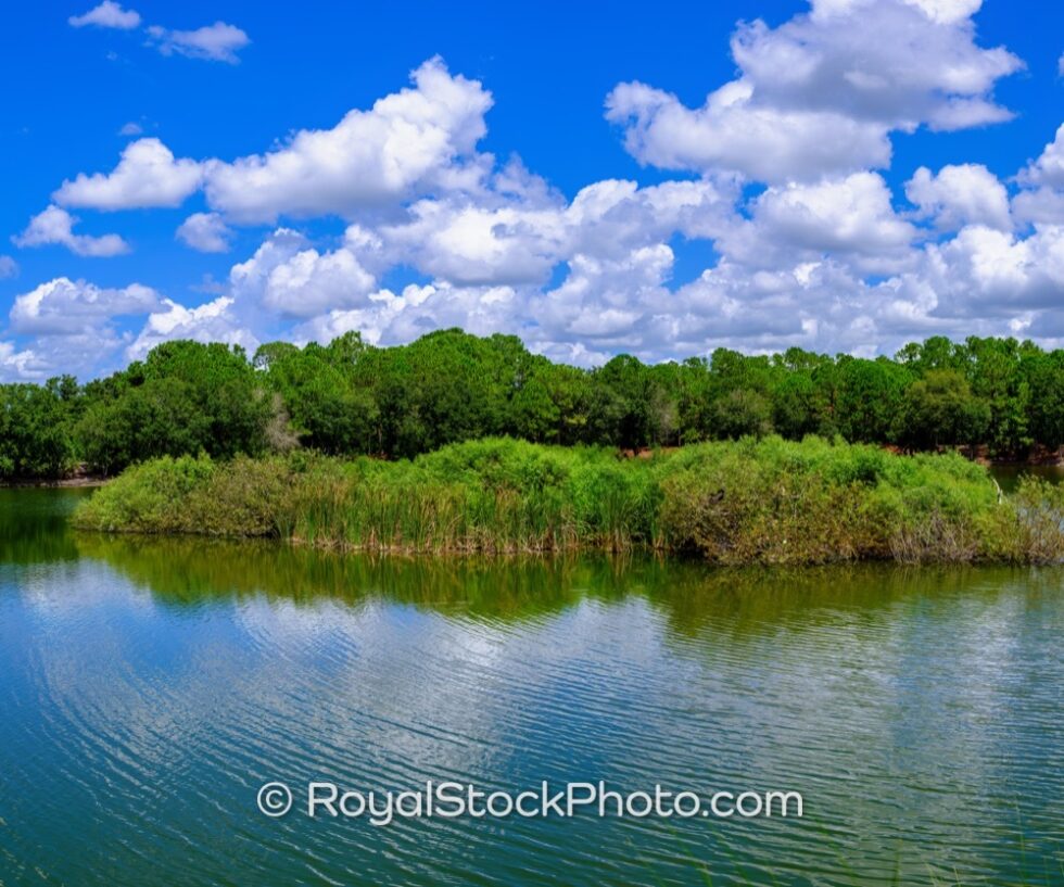 Serene Wetland View with Tall Grass and Reflections along Hidden River ...