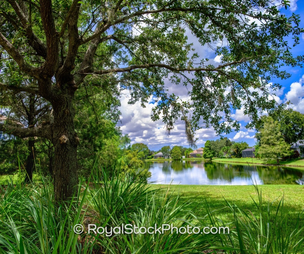 Oak Tree Overlooking MirrorStill Pond with Lush Greenery Along ...