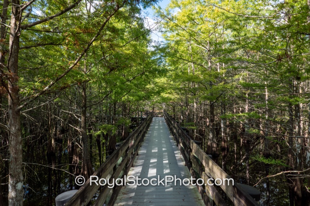 Explore the Lush Canopy of Six Mile Cypress Slough Preserve in Fort ...