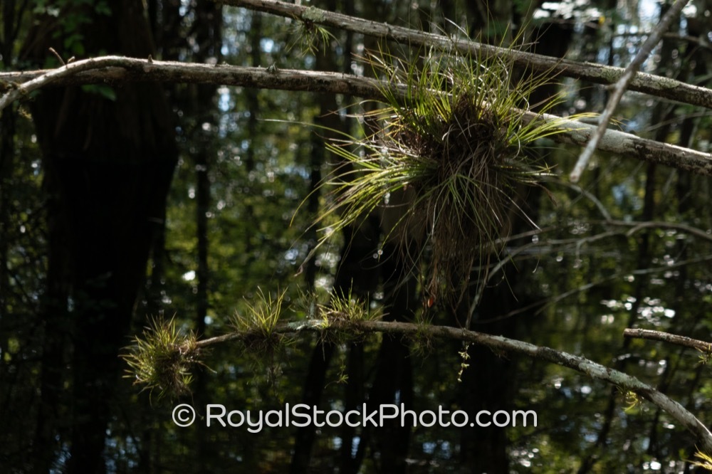 Explore Native Flora and Wildlife Habitats at Six Mile Cypress Slough ...