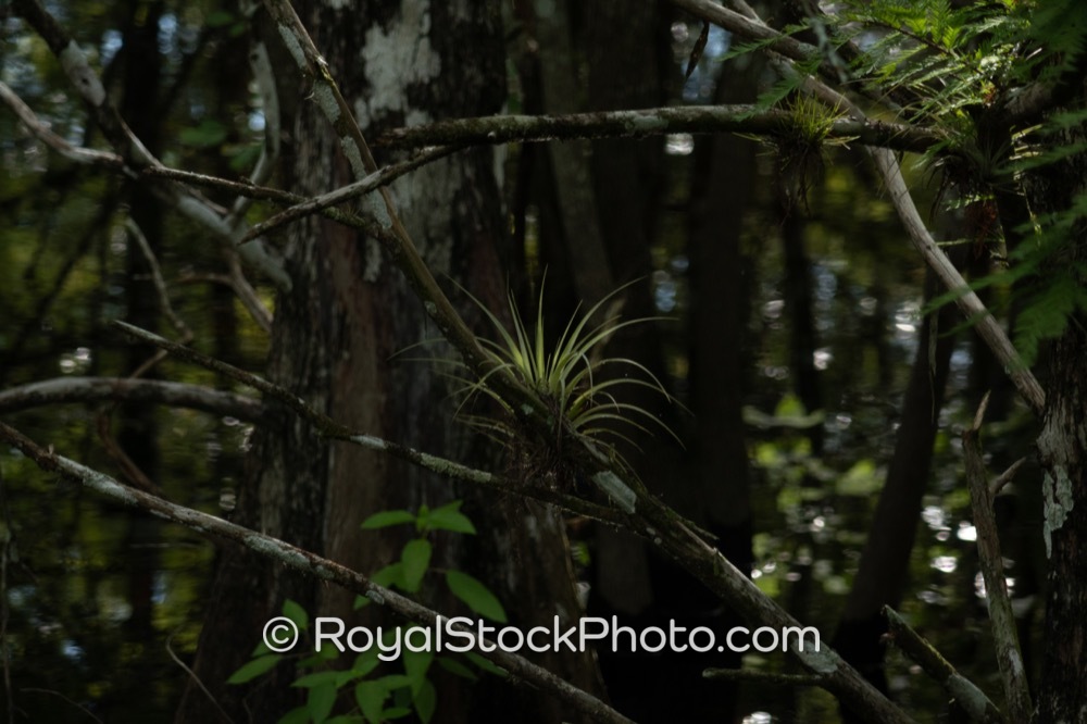 Unique Native Flora Thrives in Wetlands of Six Mile Cypress Slough ...