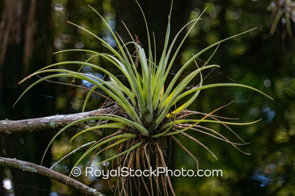 Native Flora Displays Unique Ecosystem at Six Mile Cypress Slough ...