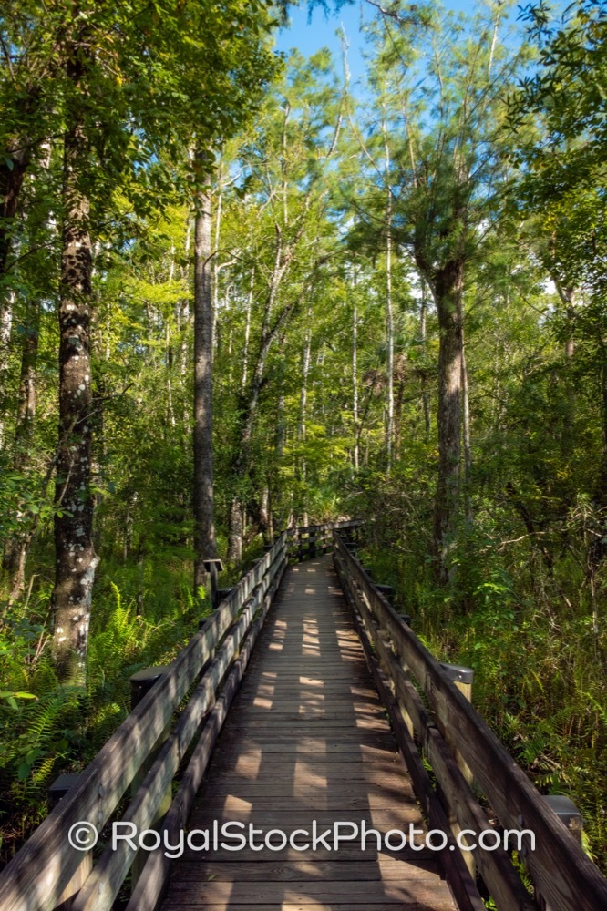Vital Ecosystem Habitats Flourish Along Boardwalks at Six Mile Cypress ...