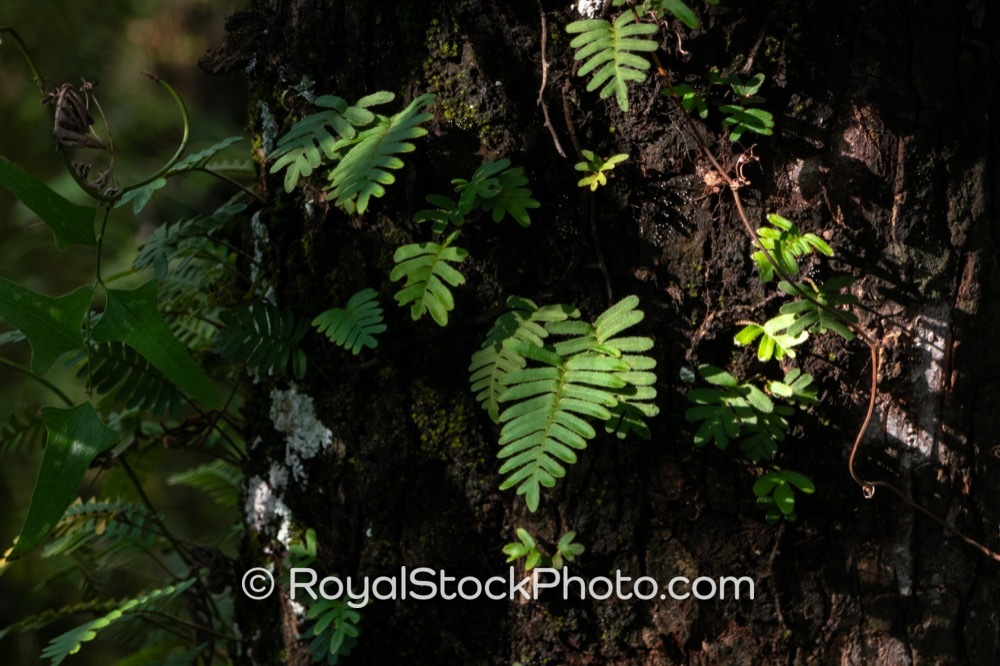 Unique Ecosystems Flourishing Within Six Mile Cypress Slough Preserve ...
