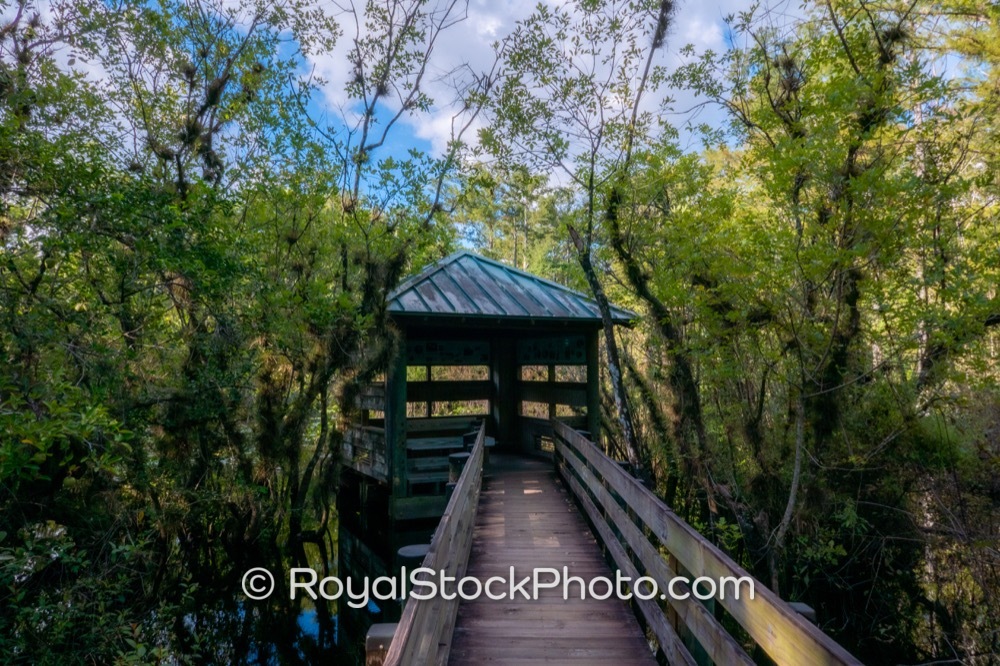 Join Nature Lovers in Experiencing the Serene Boardwalks of Six Mile ...