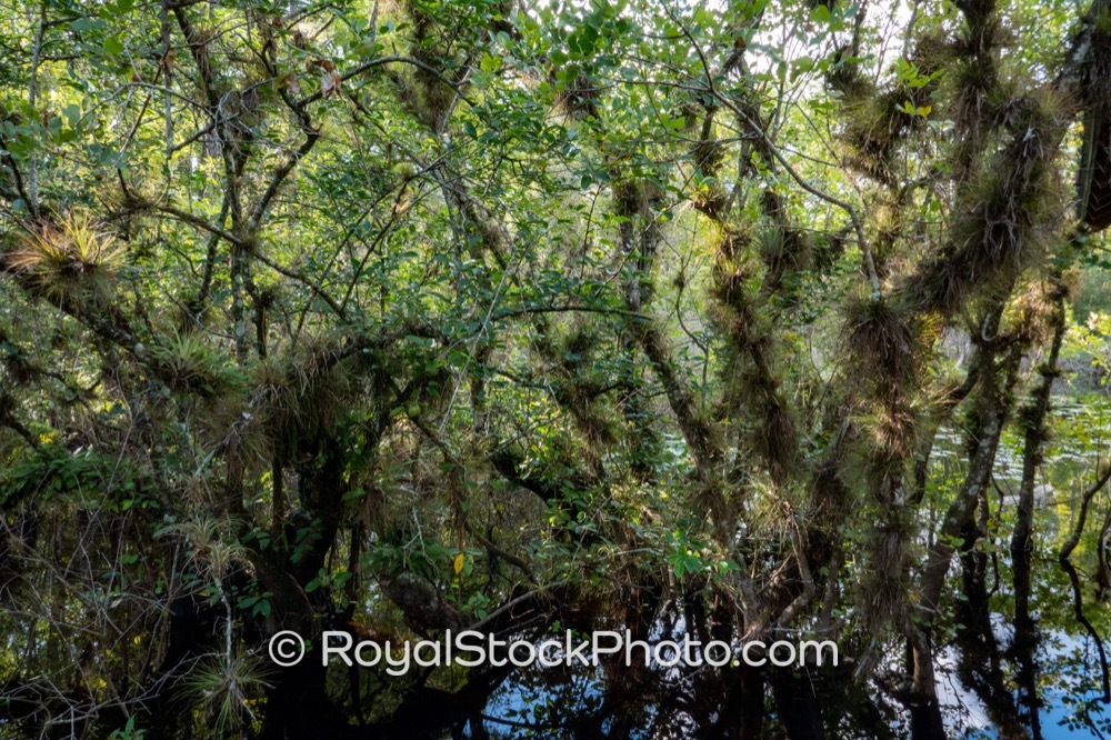 Vital Wetland Ecosystem Preserved at Six Mile Cypress Slough in Fort ...