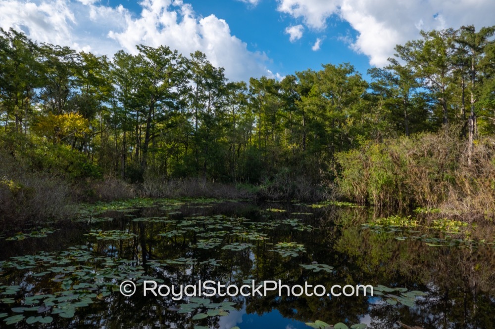 Natural Ecosystems and Wildlife Flourish at Six Mile Cypress Slough ...