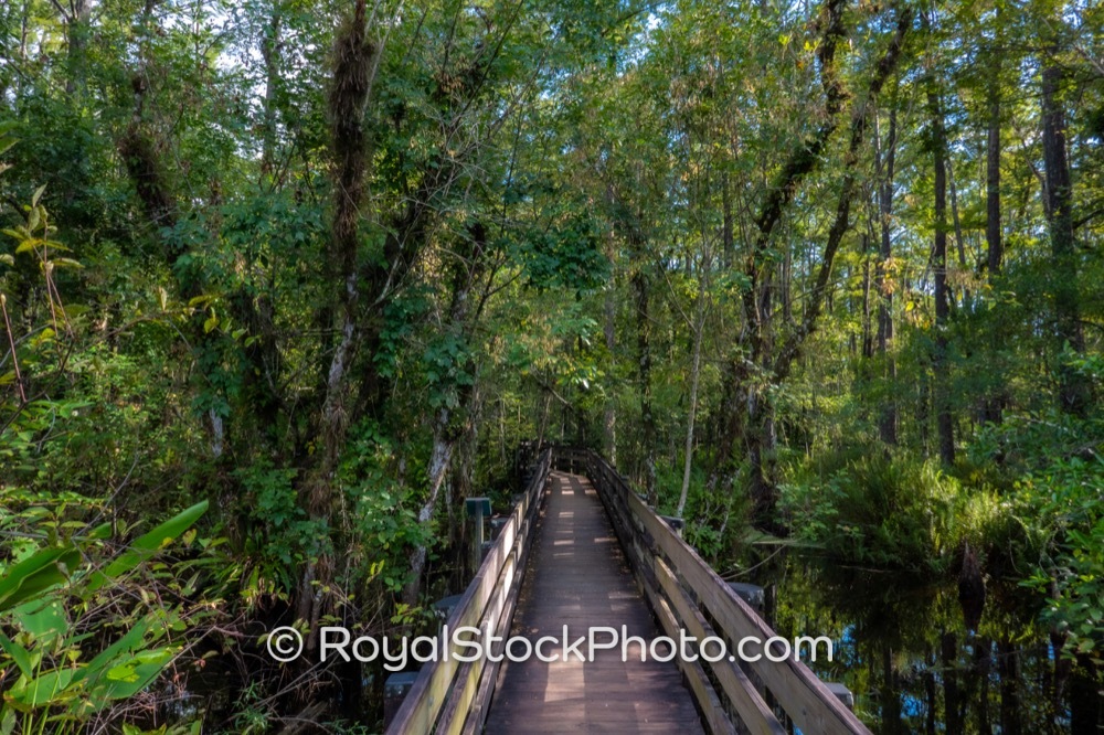 Explore Adventure Trails at Six Mile Cypress Slough Preserve in Fort ...