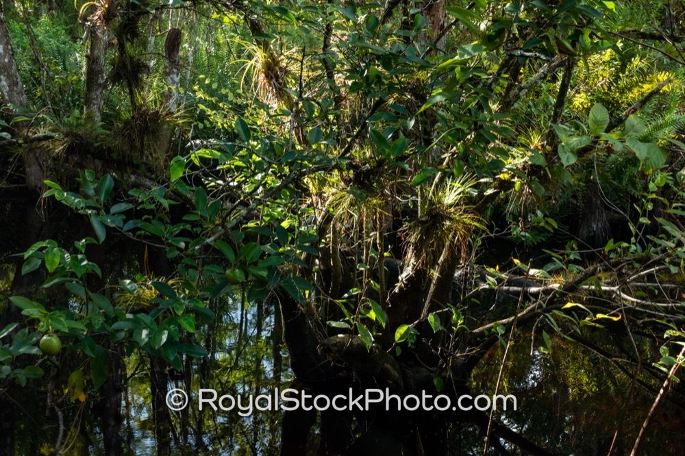 Wildlife Inhabits the Unique Ecosystem of Six Mile Cypress Slough ...
