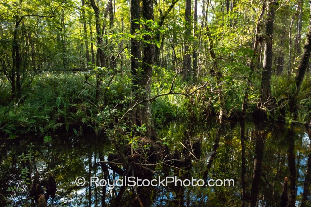 Experience the Wonders of Six Mile Cypress Slough Preserve in Fort ...