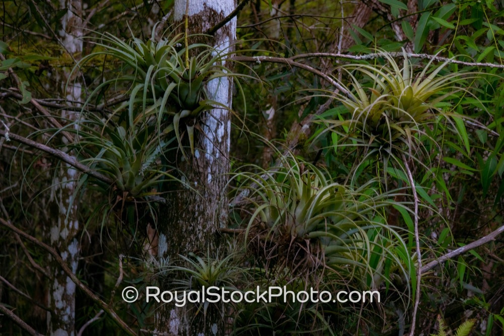 Native Plant Vignettes Detail Enchanting Ecosystems Along Six Mile ...