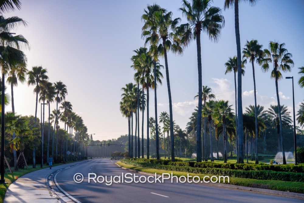 Elegant PalmLined Entrance Enhances Luxury Living in Palm Beach Gardens ...