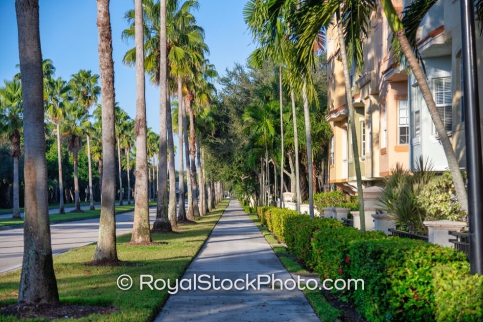 Morning Stroll Along the Iconic Palm Tree Pathway in Palm Beach Gardens ...