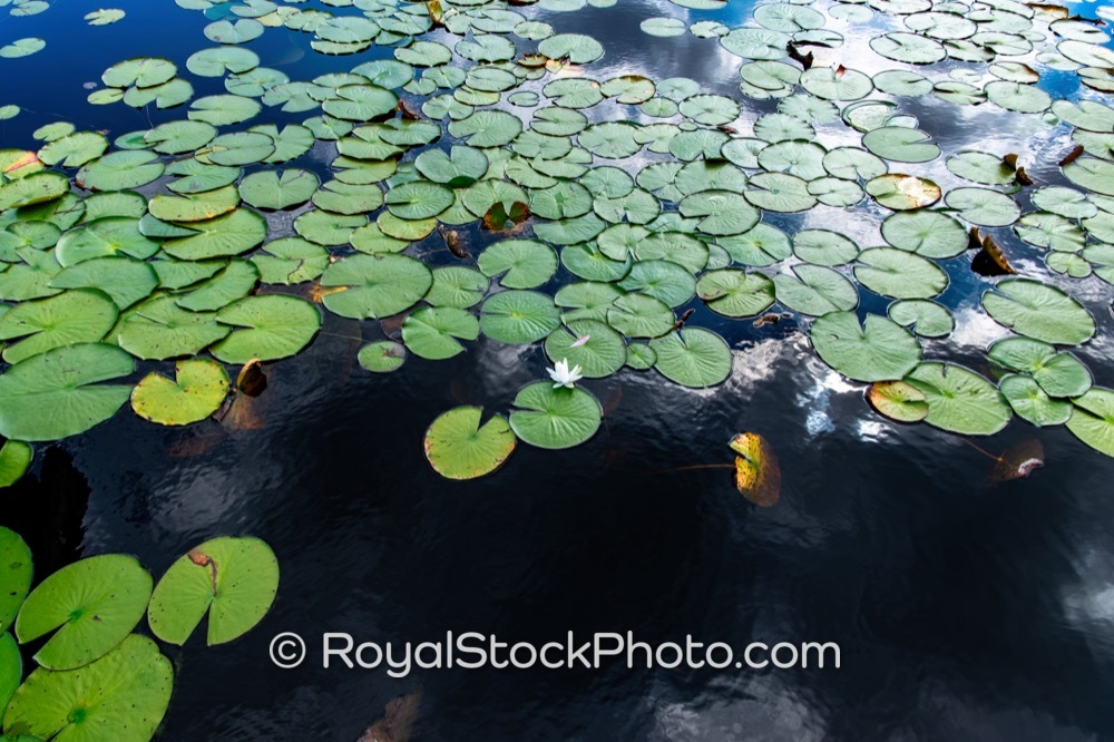 Preserve the Vibrant Ecosystem of Port St Lucies Canoe Launch with ...