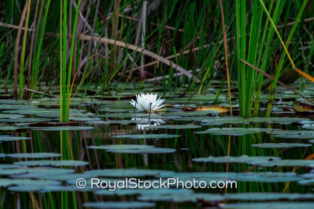 Native Aquatic Flora Showcases Biodiversity at Riverbend Park in Port ...