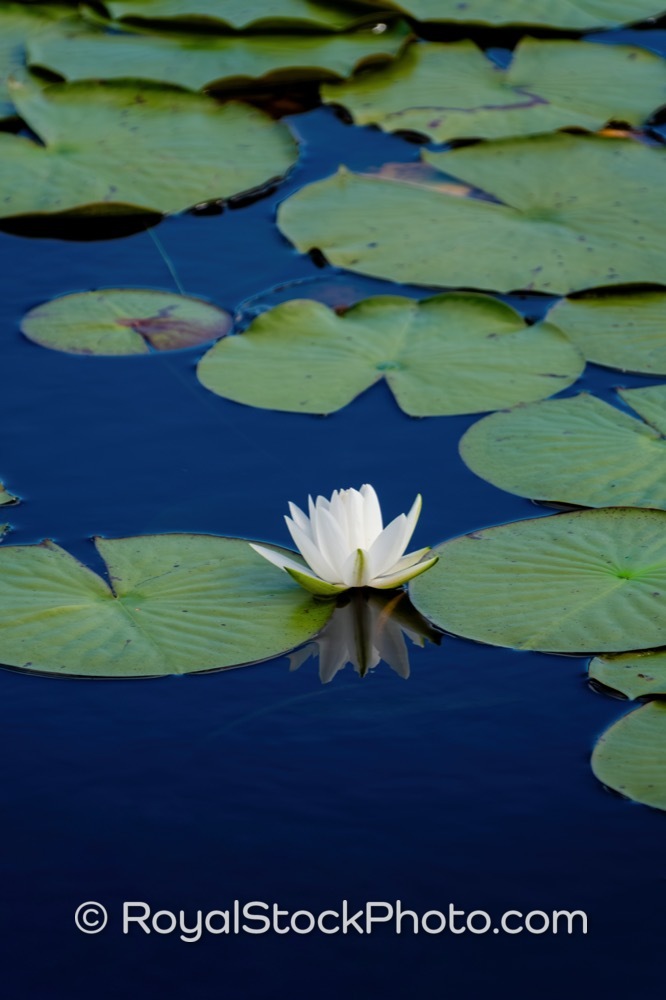 Native Wildlife Flourishes in Morning Light at Riverbend Park Enhancing ...