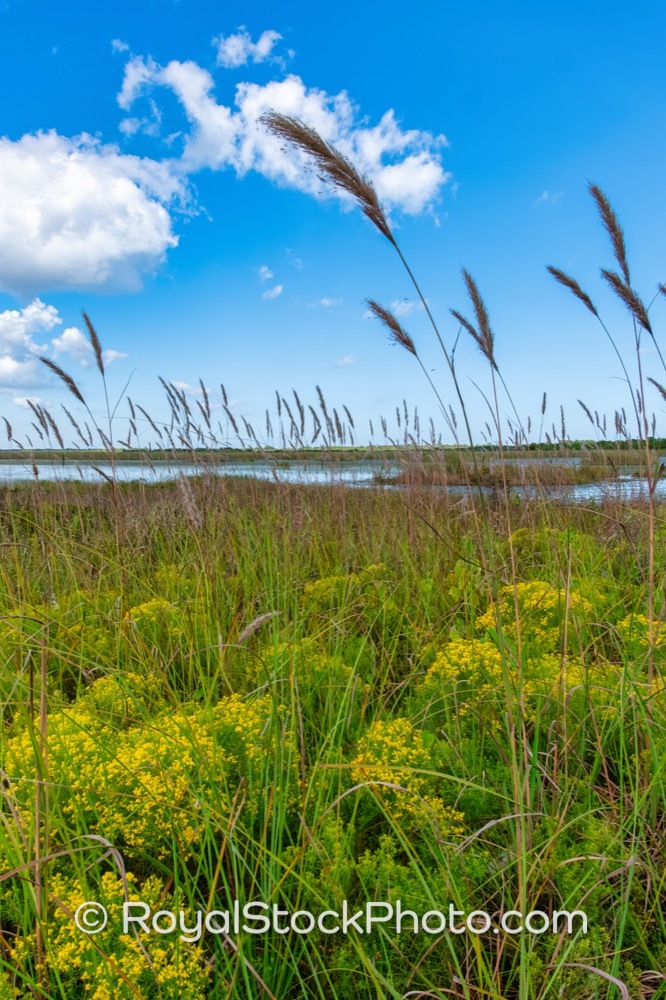 Preserve EcoDiversity Seen at Riverbend Park with Native Flora and ...