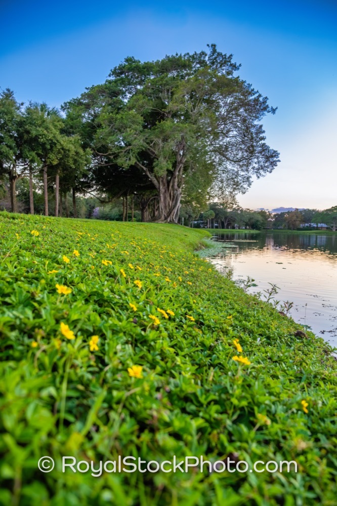 Native Flora and Serene Waters Embrace EcoConscious Conservation ...