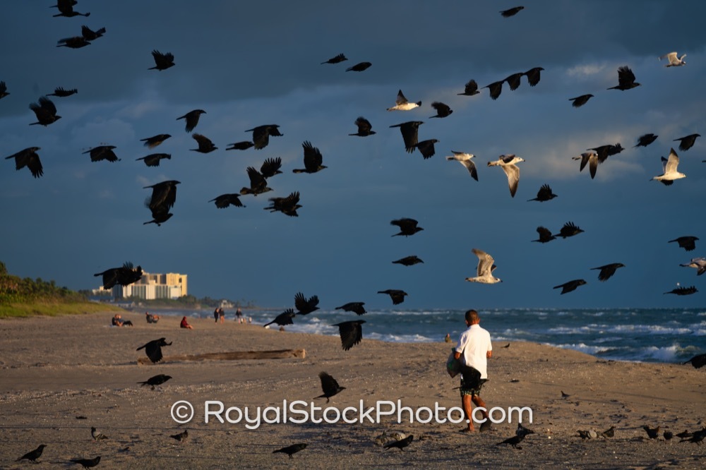 Public Beach Access at Juno Beach Park Enhances Visitors Coastal ...