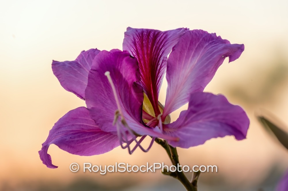Preserve Visual Authenticity While Celebrating the Beauty of Orchid ...