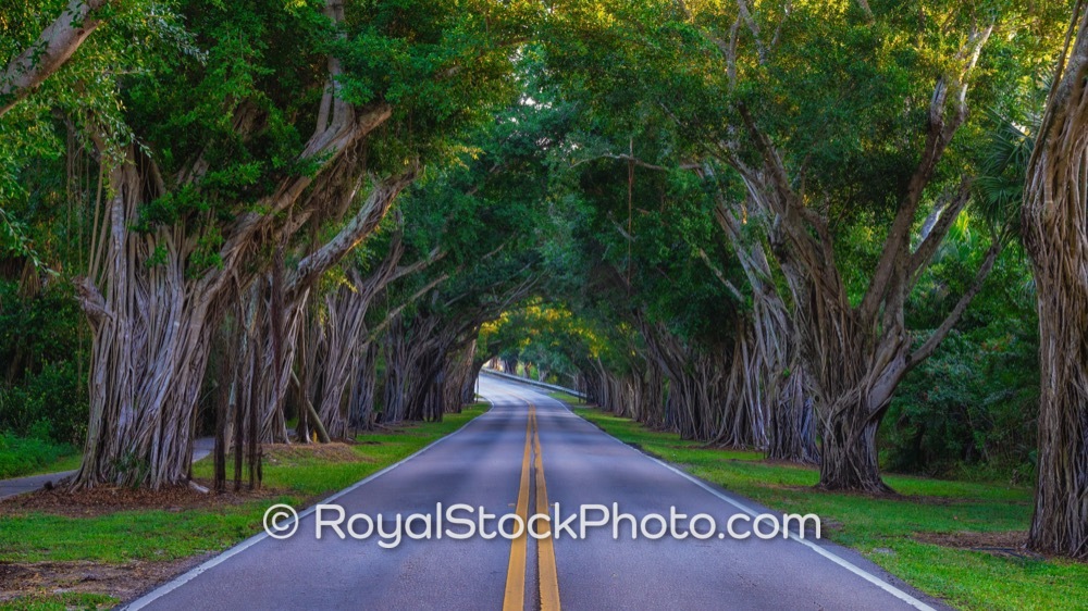 Captivating Coastal Drive Through the Tunnel of Trees in Hobe Sound ...