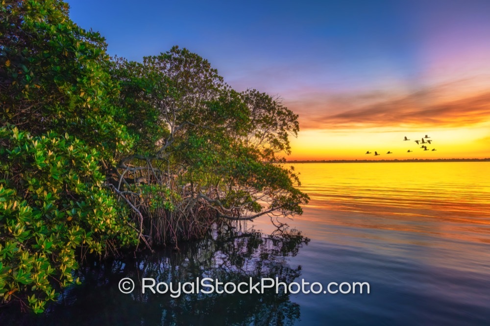 Coastal Ecosystem Flourishes at Sunset on the Stuart River in Martin ...